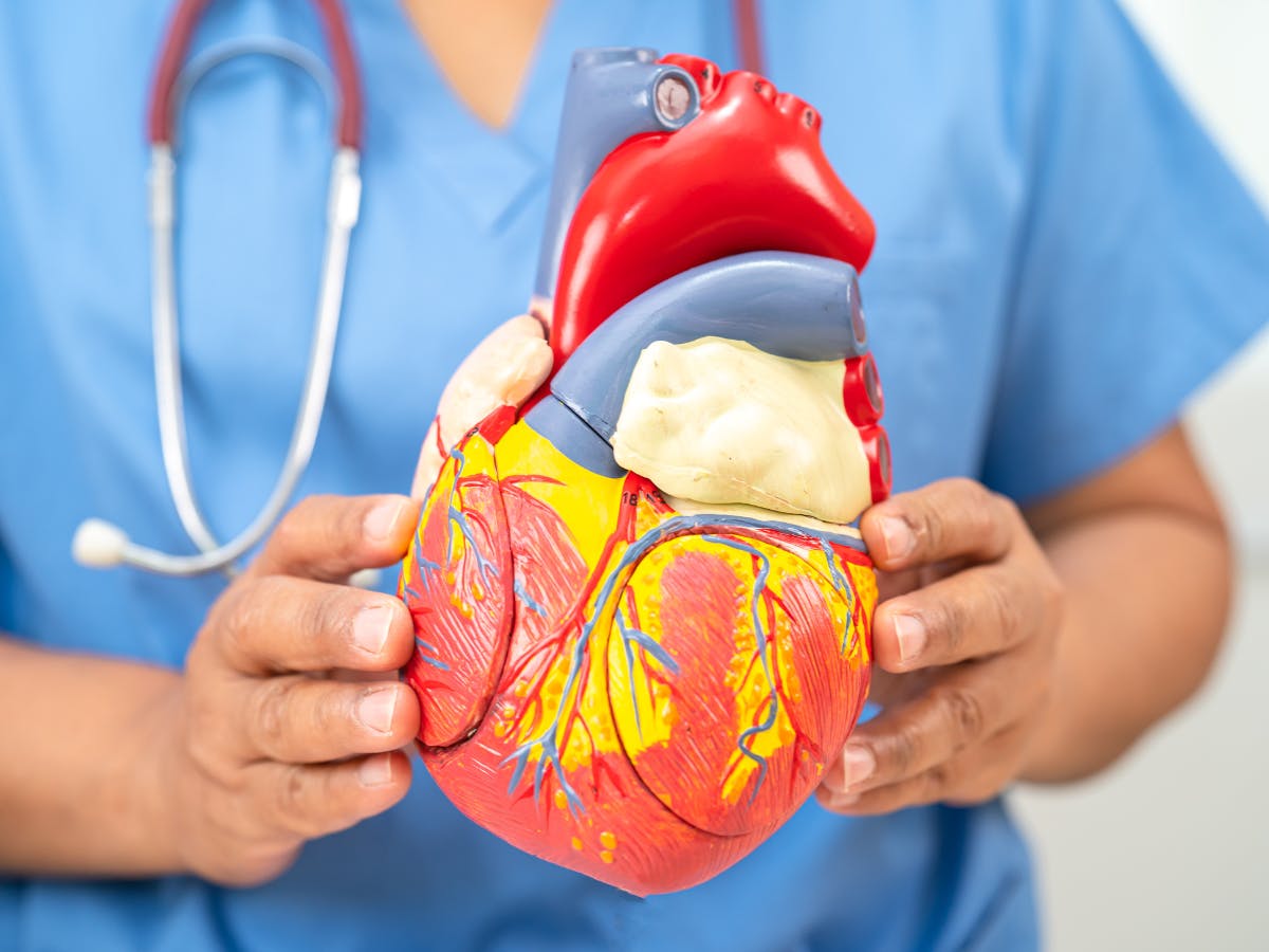 Mastering the Cardiovascular System for the TEAS 7 Exam | Archer Review